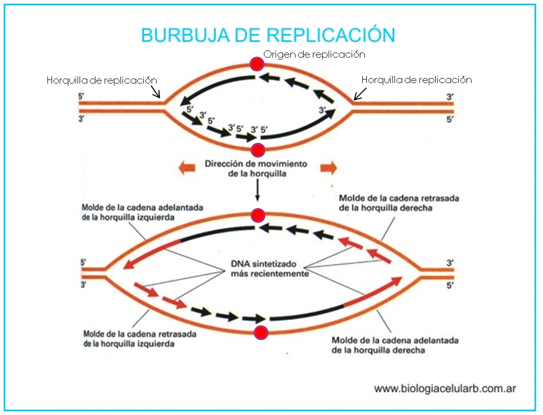 Química Biológica - Paola Beassoni: Dogma Central: Replicación