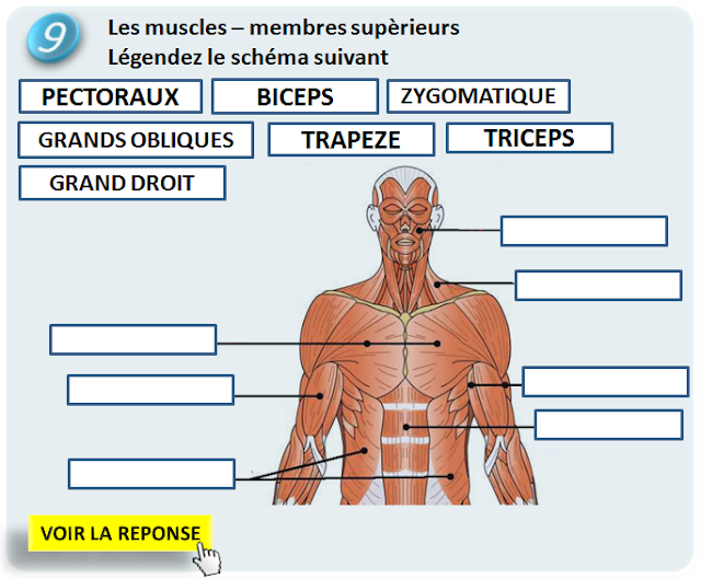 QCM-CONCOURS-GRATUITS: Schéma à légender n°9 - les muscles membres ...