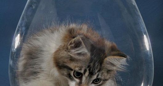 Photo de chat: Chaton trop chou dans un gros verre qui regarde vers le sol