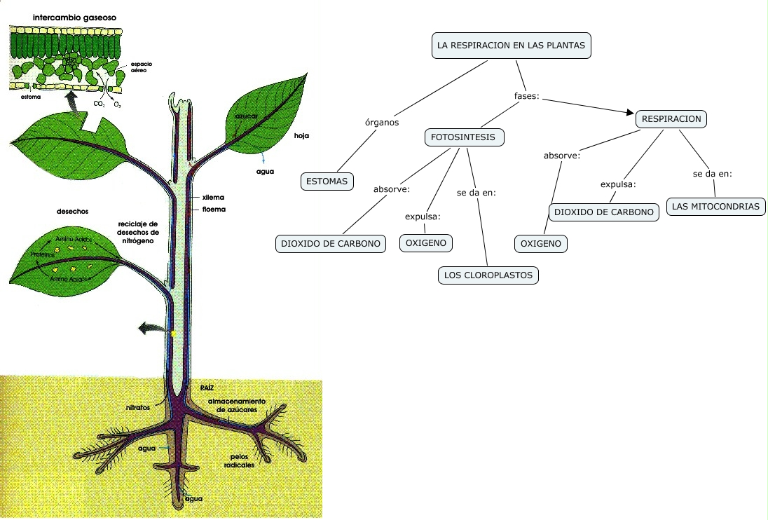 luz- cienciaporsiempre