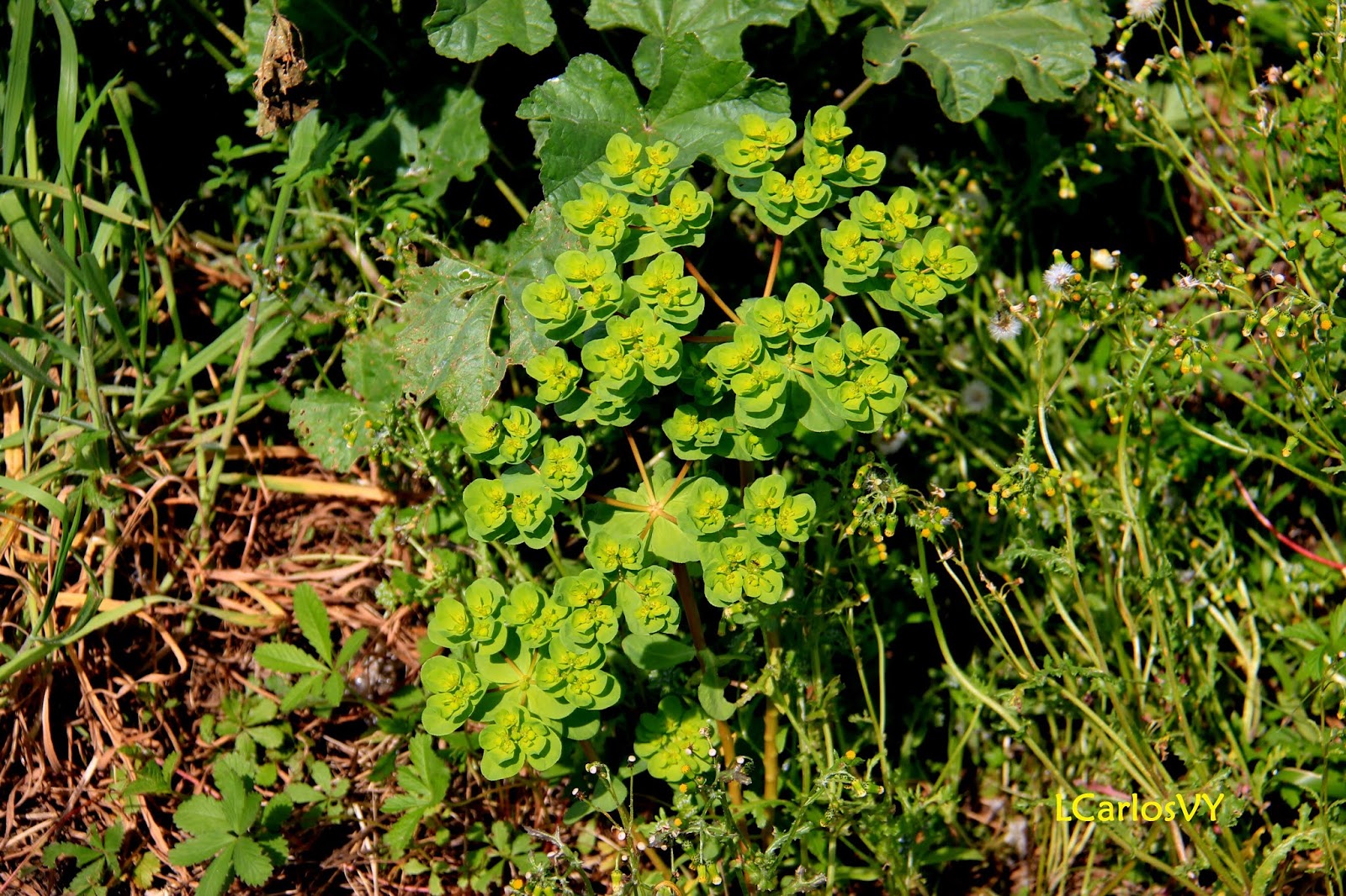 Plantas silvestres de Asturias: Lecherina, lechetrezna común ...