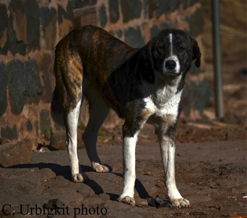 Stephen Bodio's Querencia: Big dogs of Lesotho