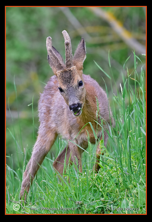 WILDLIFE GATEWAY: Nouveau chevreuil dans le jardin