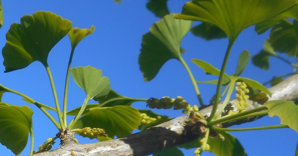 Daniel's Pacific NW Garden: Male Ginkgo biloba flowers. 4.7.16