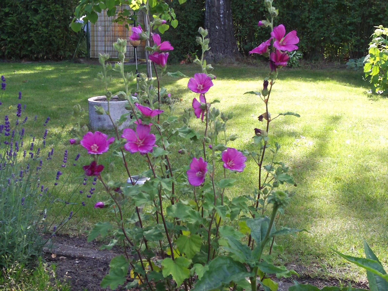 Lavatera olbia Rosea (Buschmalve) - Gartenelfe
