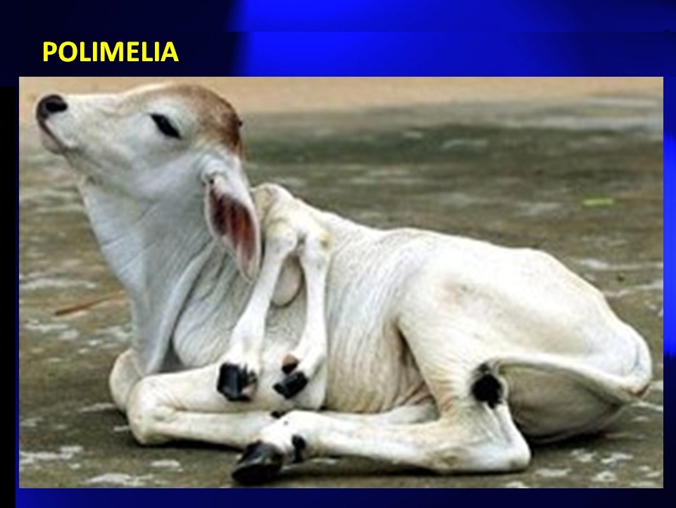 MANUAL DE PATOLOGIA REPRODUCTIVA HEMBRA BOVINA: PATOLOGIA DE LA GESTACION