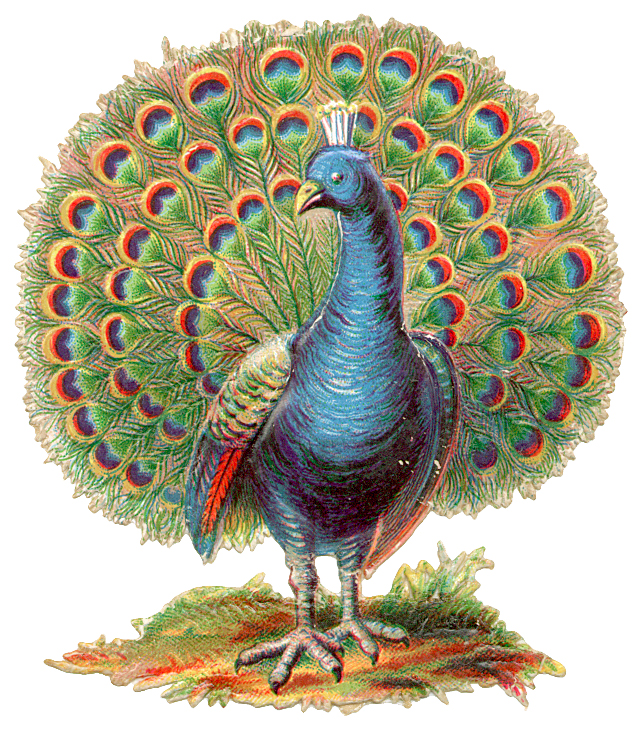 Take Your Picture Vintage Peacock 1800s Illustration