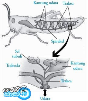 SAINS: Sistem Pernapasan pada Hewan