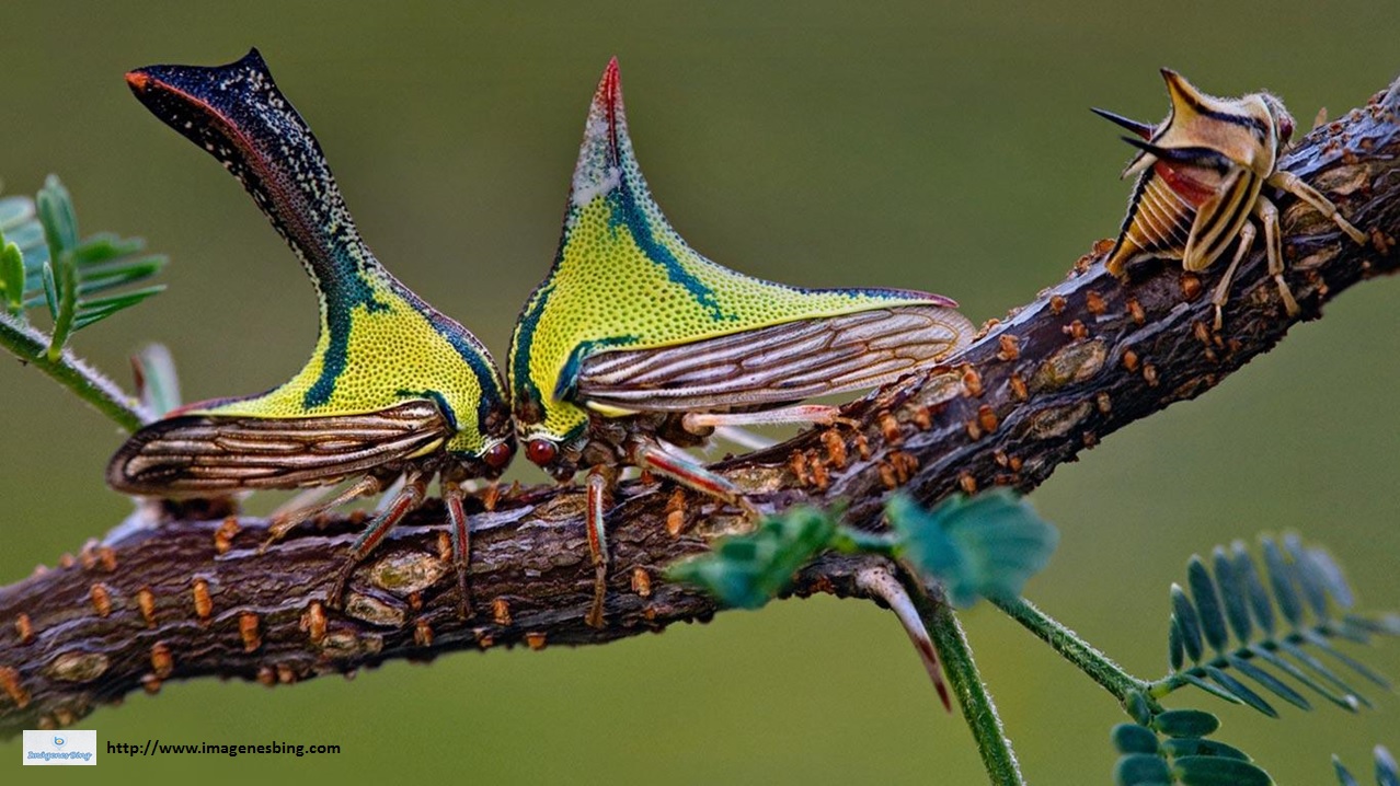 Insecta de México: UMBONIA CRASSICORNIS