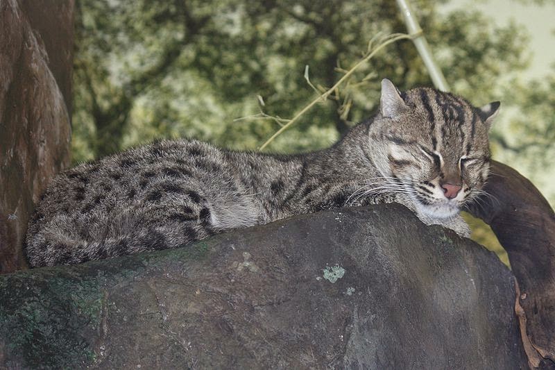 kot,kociak: PRIONAILURUS VIVERRINUS - TARAJ