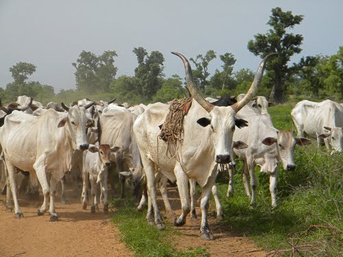 Tension in Abuja community over alleged poisoning of cows | Nigerian ...
