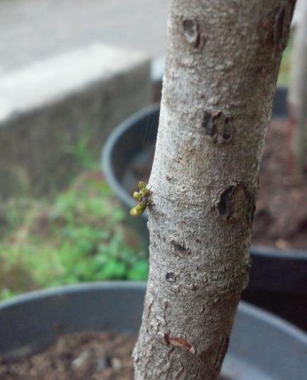 Tunas Pohon Tanaman Rambutan Binjai Mirip Kampit Kepiting