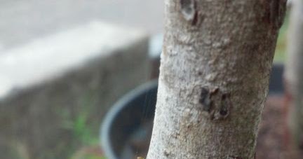 Tunas Pohon Tanaman Rambutan Binjai Mirip Kampit Kepiting