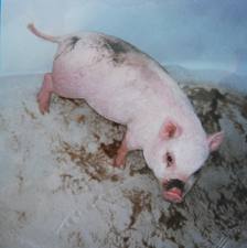 Mini | pot belly pigs as pets and care: Making your own fertilizer with ...