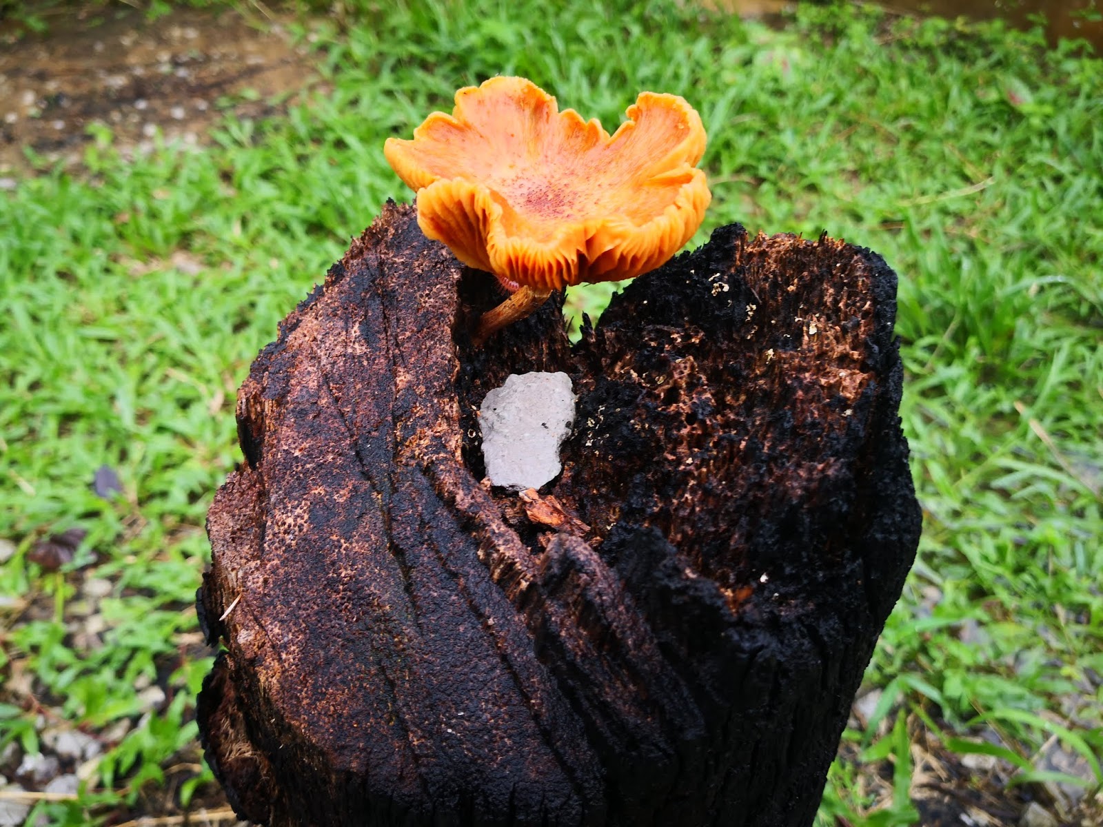 AZLAN RUMADI: HUJUNG MINGGU DI ECO-TOUR JUNGLE TRACKING WATERFALL SEBAT ...