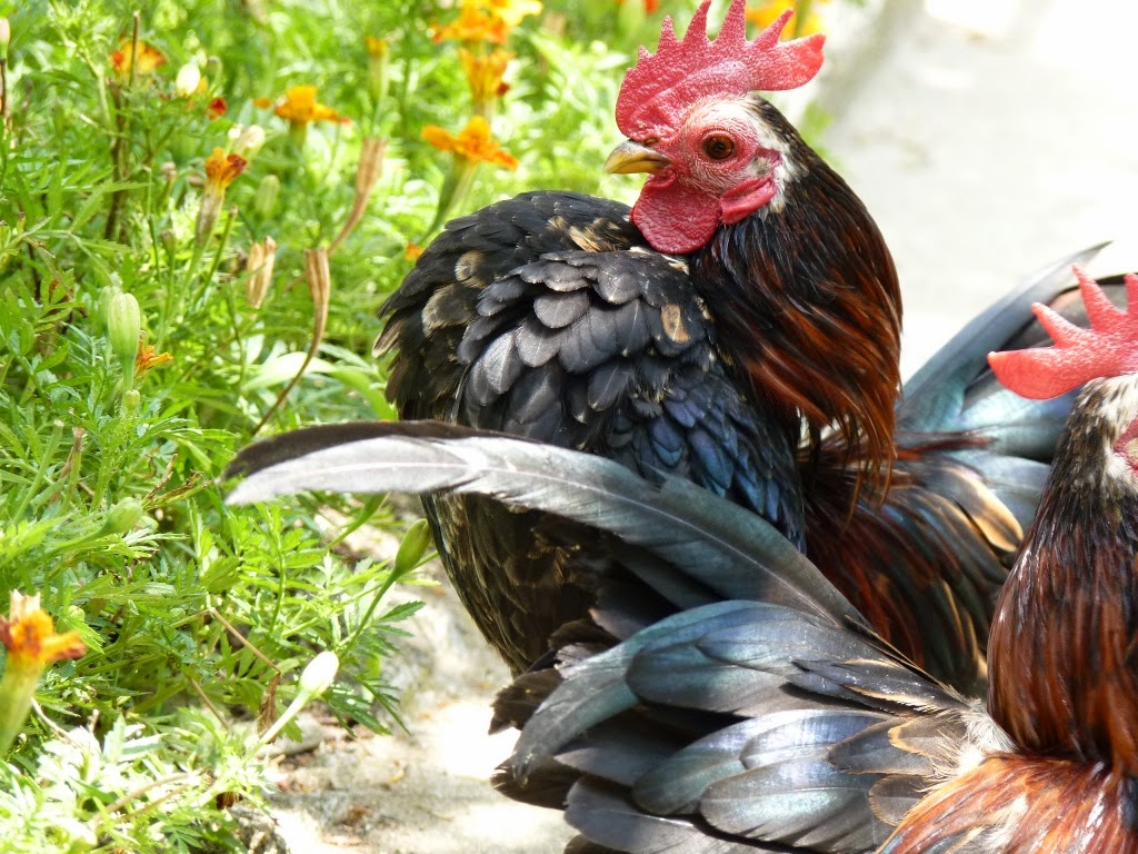 Serama Emo: Malaysian Serama for sale