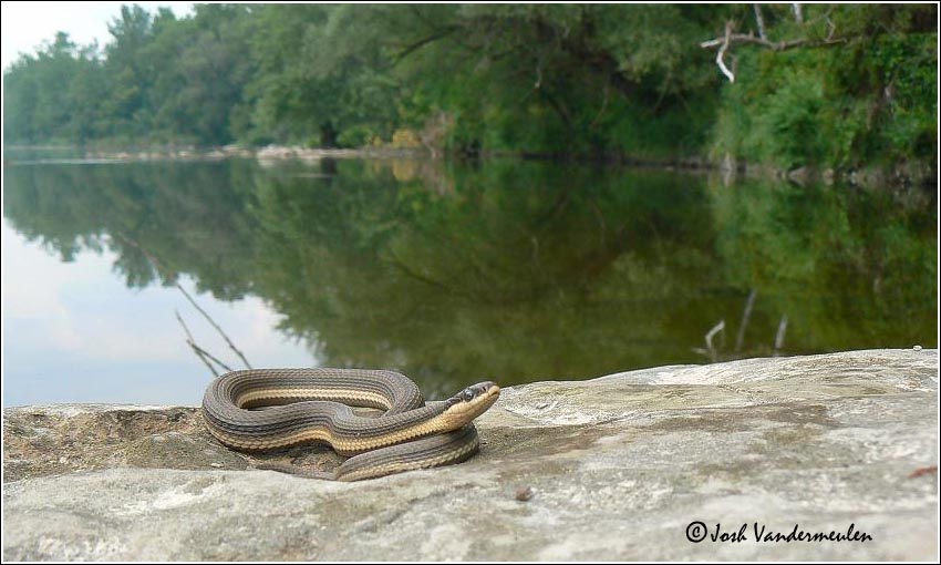 Explorations of an Ecologist: The snakes of Ontario -part 2