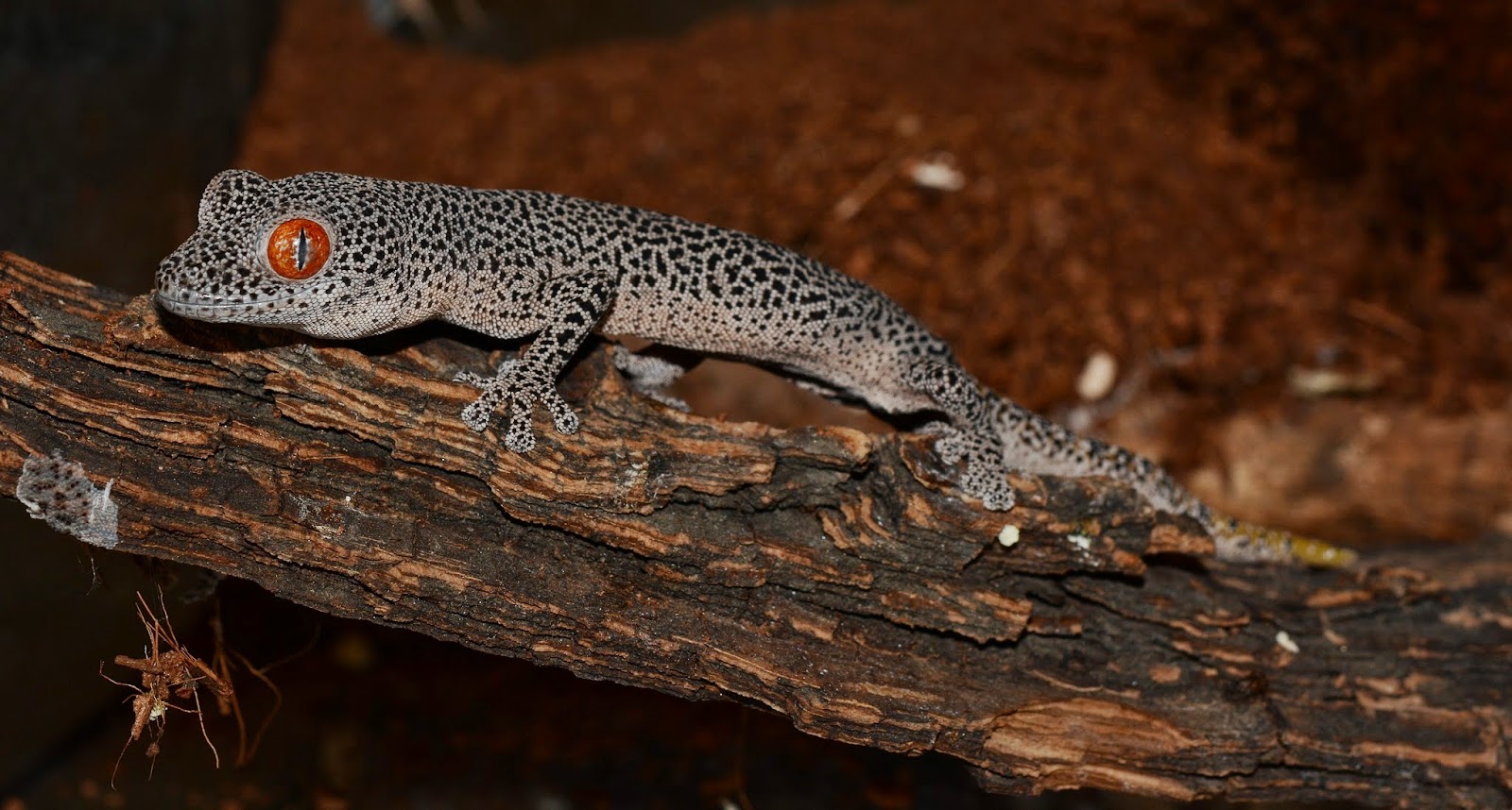 Diaz Lab Reptiles: Geckos