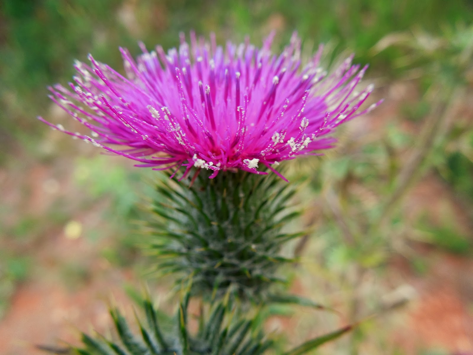 CARDO NEGRO - BOTÀNIC SERRAT