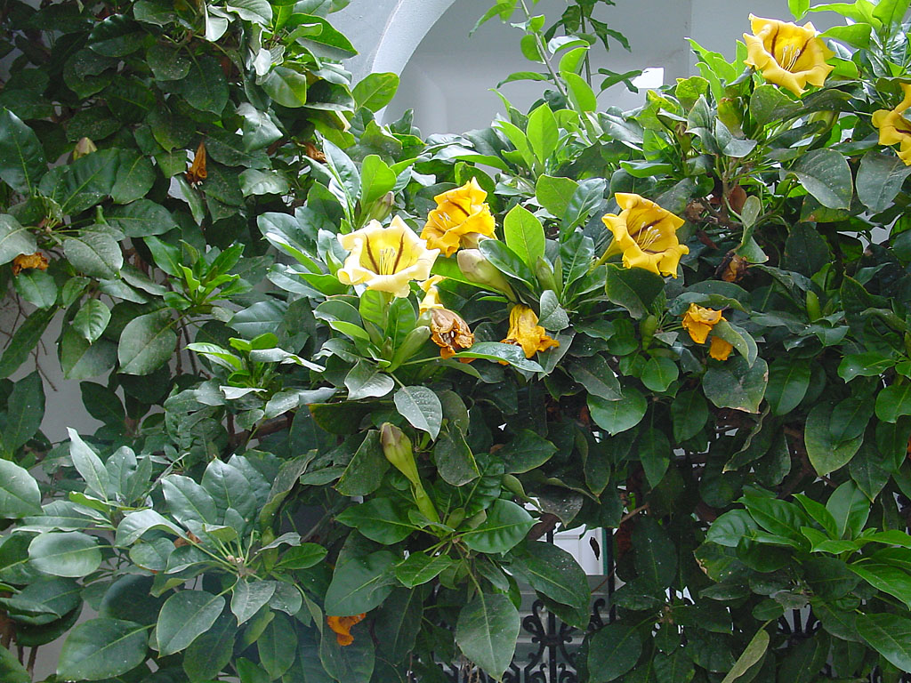 Plantas e Flores: Solandra