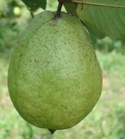 We love Our Bangladesh: Guava(peyara/pearah or goyaa) now a native ...