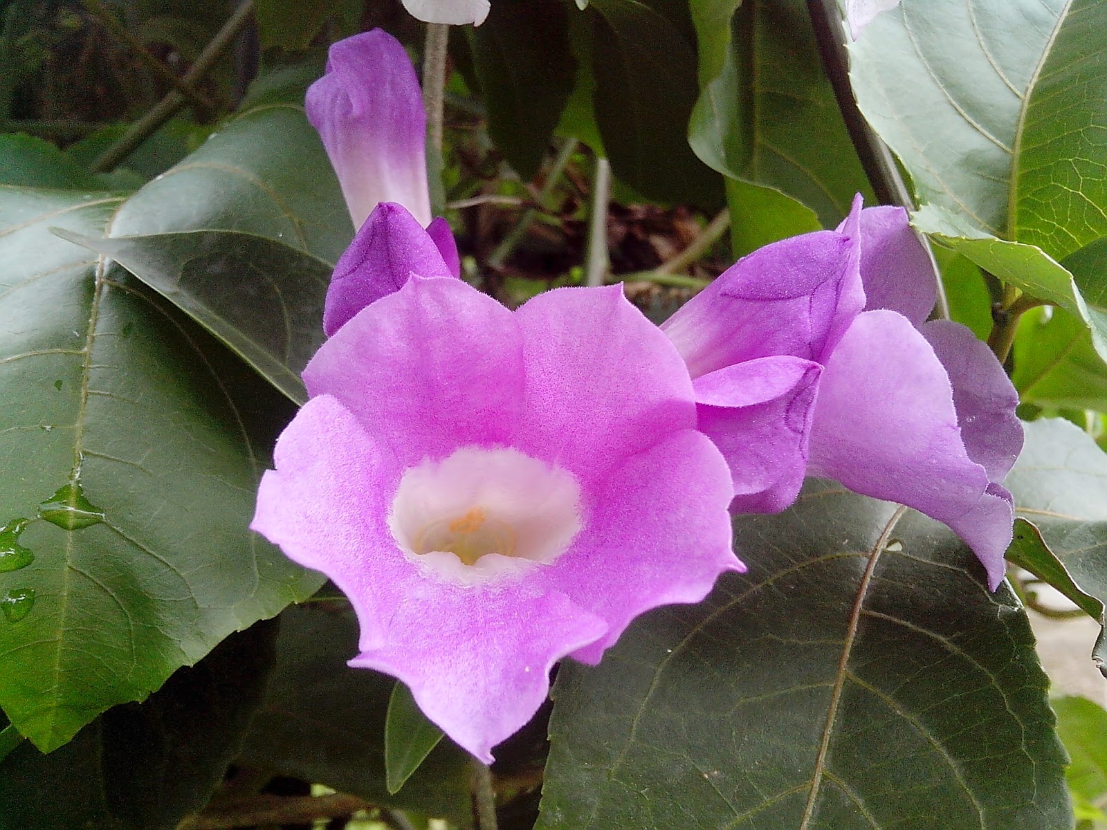 Endah Murniyati's Journey: STEFANOT UNGU: SECOND BLOSSOM