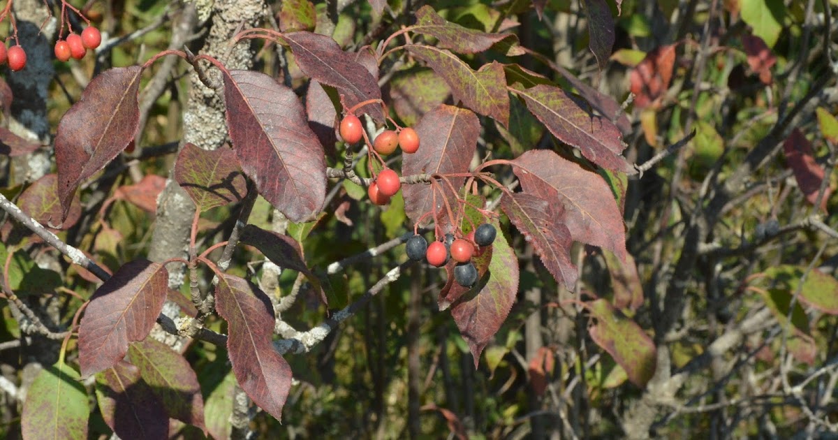 Underground Medicine: Garbling the mullein