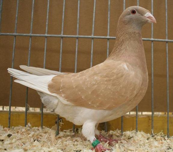 Dutch Beauty Homer pigeons ( Nederlandse Schoonheidspostduif ...