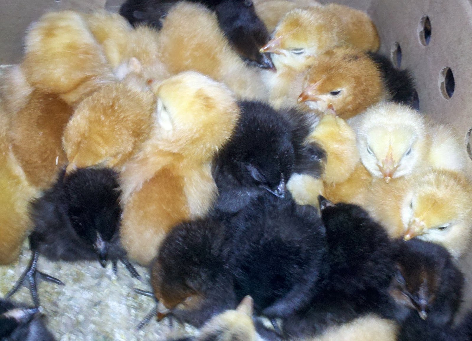 Countrified Hicks: Freedom Ranger Chicks