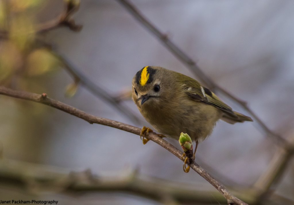 Heysham Bird Observatory Spring Migrant Trickle heysham-bird-observatory-spring-migrant-trickle