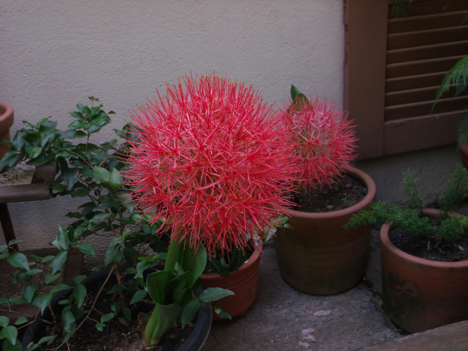 Braz utilidades.: Se meu jardim der flor