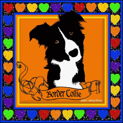 EVERYTHING you need to know about dogs: Border Collie GIFS