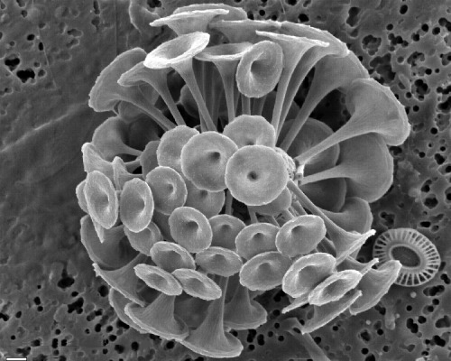 Over The Hills And Far Away: Cocolitofóridos y sus curiosas estructuras.