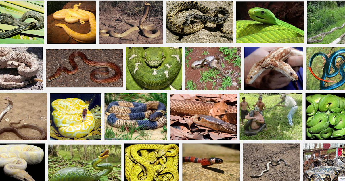 SNAKES OF THE WORLD ~ Klima Naturali™