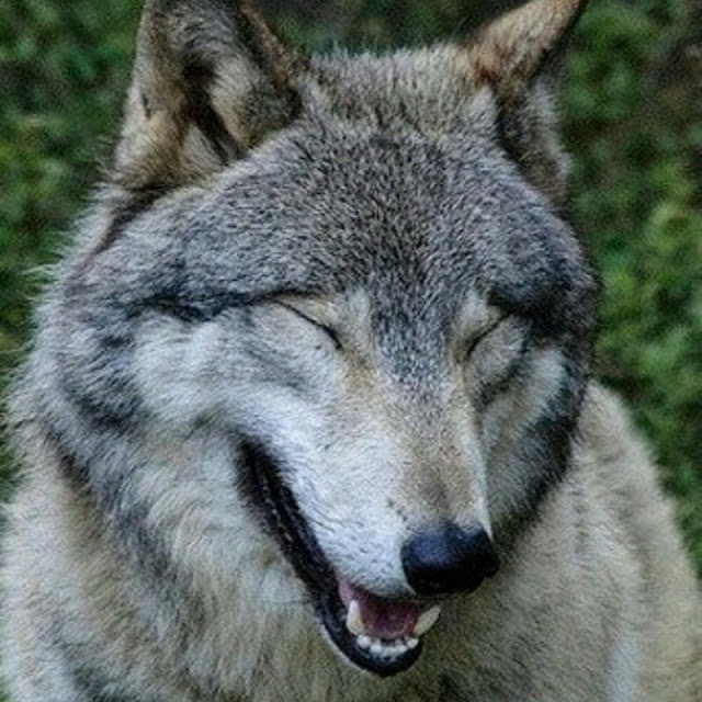 White Wolf : 14 Funny Wolf Pictures That Will Put A Smile On Your Face
