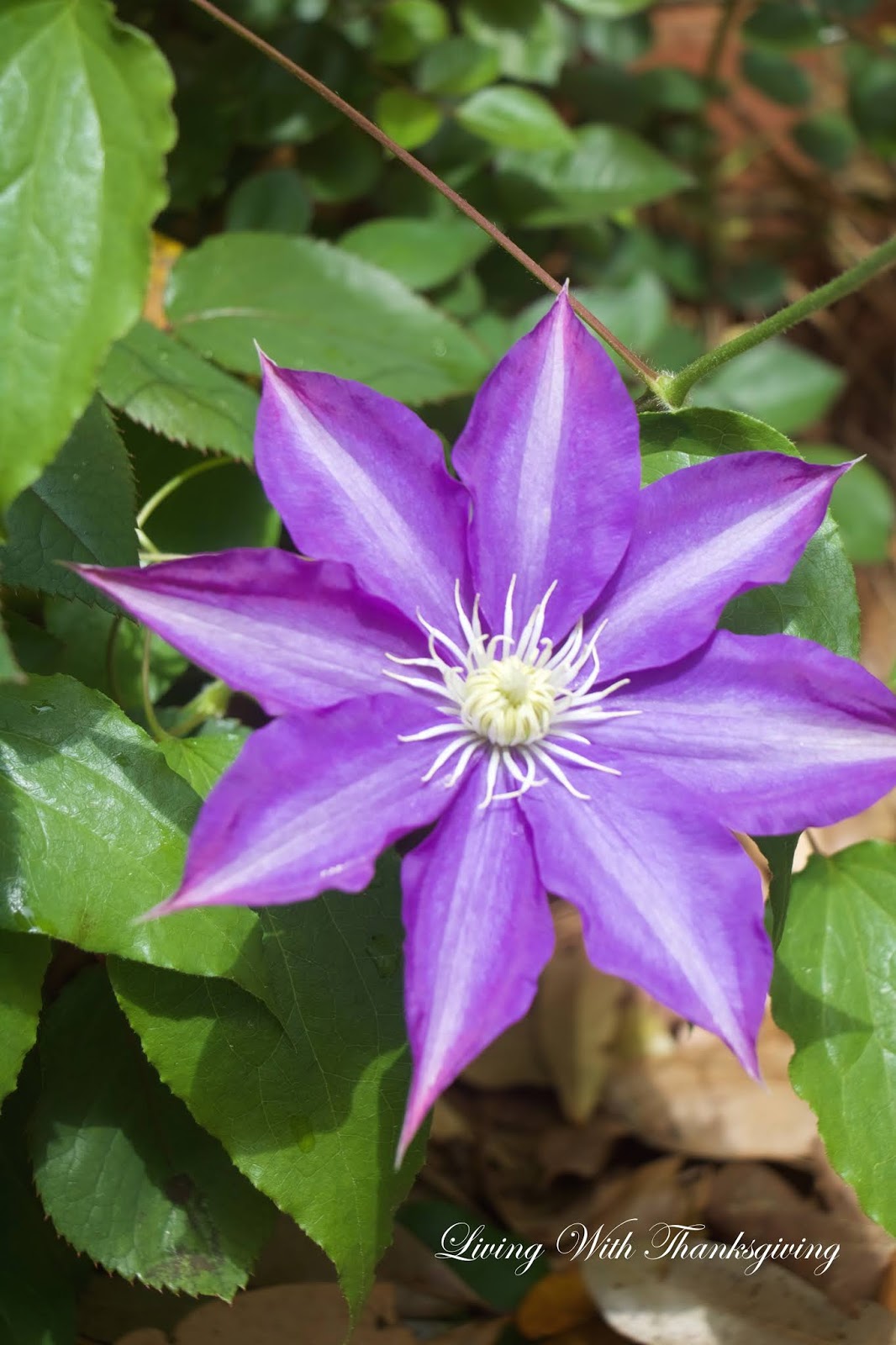 Spring and Summer Garden - Living With Thanksgiving