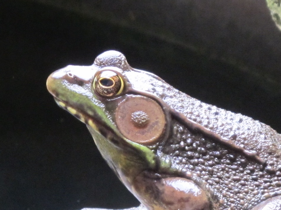 Blue Jay Barrens: Green Frog