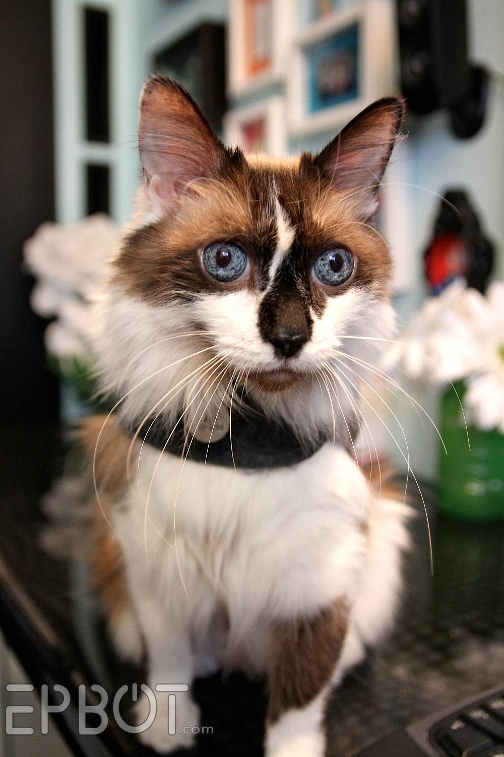 EPBOT: Quick & Easy DIY Cat Onesie (For Over-Grooming Kitties)