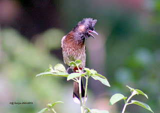 Indian Birds Photography: (delhibirdpix) Birding in Kolti