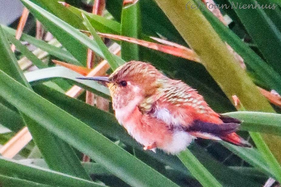 Pacific Northwest Photography: Hummingbird