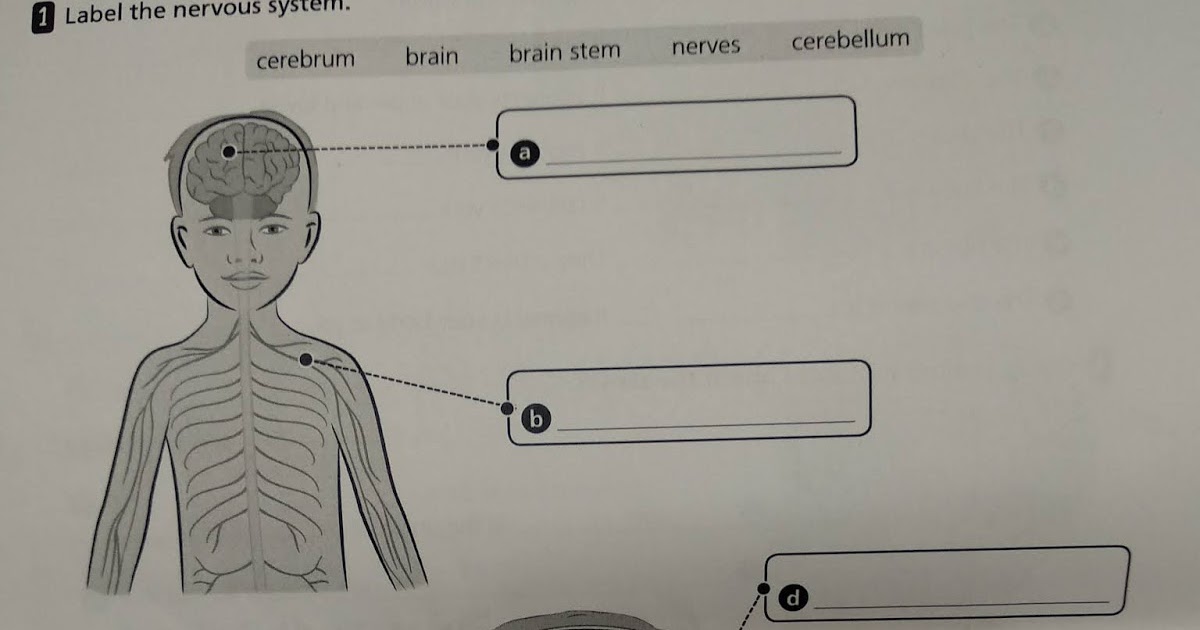 LOS PICASSITOS DE 3º: Examen Natural Science Unit 1