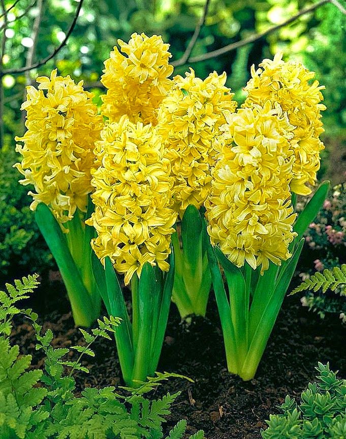 Hyacinthus orientalis , Yellow Queen ~ Amazing Photography