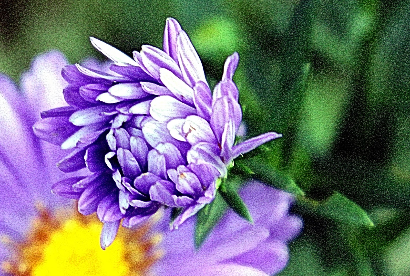 12 Photos Of Asters In My Garden