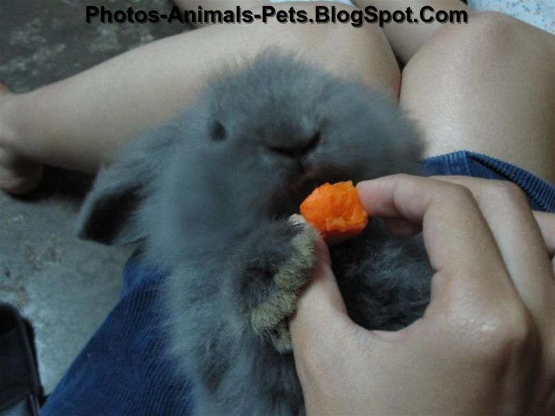 Photos mini lop rabbit | Photos-Animals-Pets.BlogSpot.com