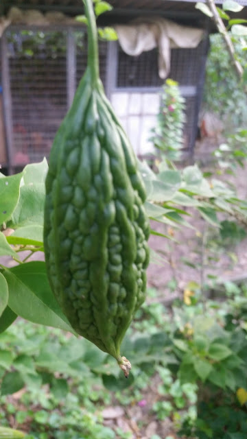Warisan Petani: Pokok Peria Katak