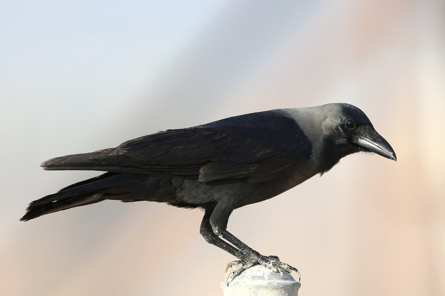 Birds of Saudi Arabia: House Crow – Al Khobar