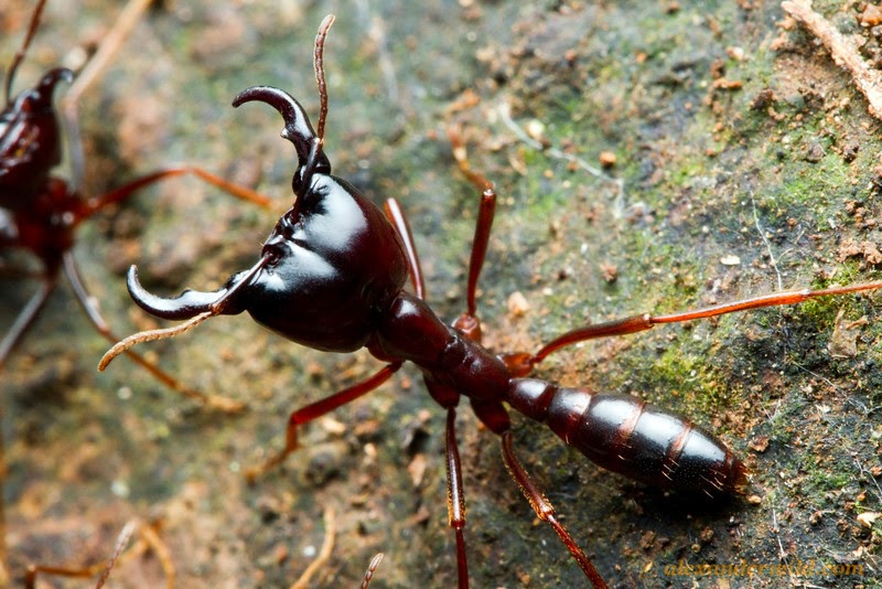 World's 10 Most Dangerous Insects - Universal Science Compendium