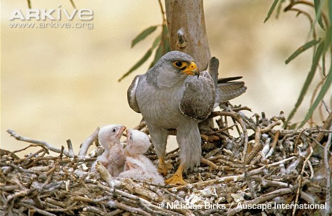 Tierra de águilas, halcones, aguiluchos y otras rapaces: Halcón gris ...