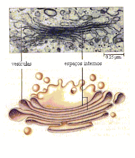 A Biologia da Célula: Complexo Golgiense