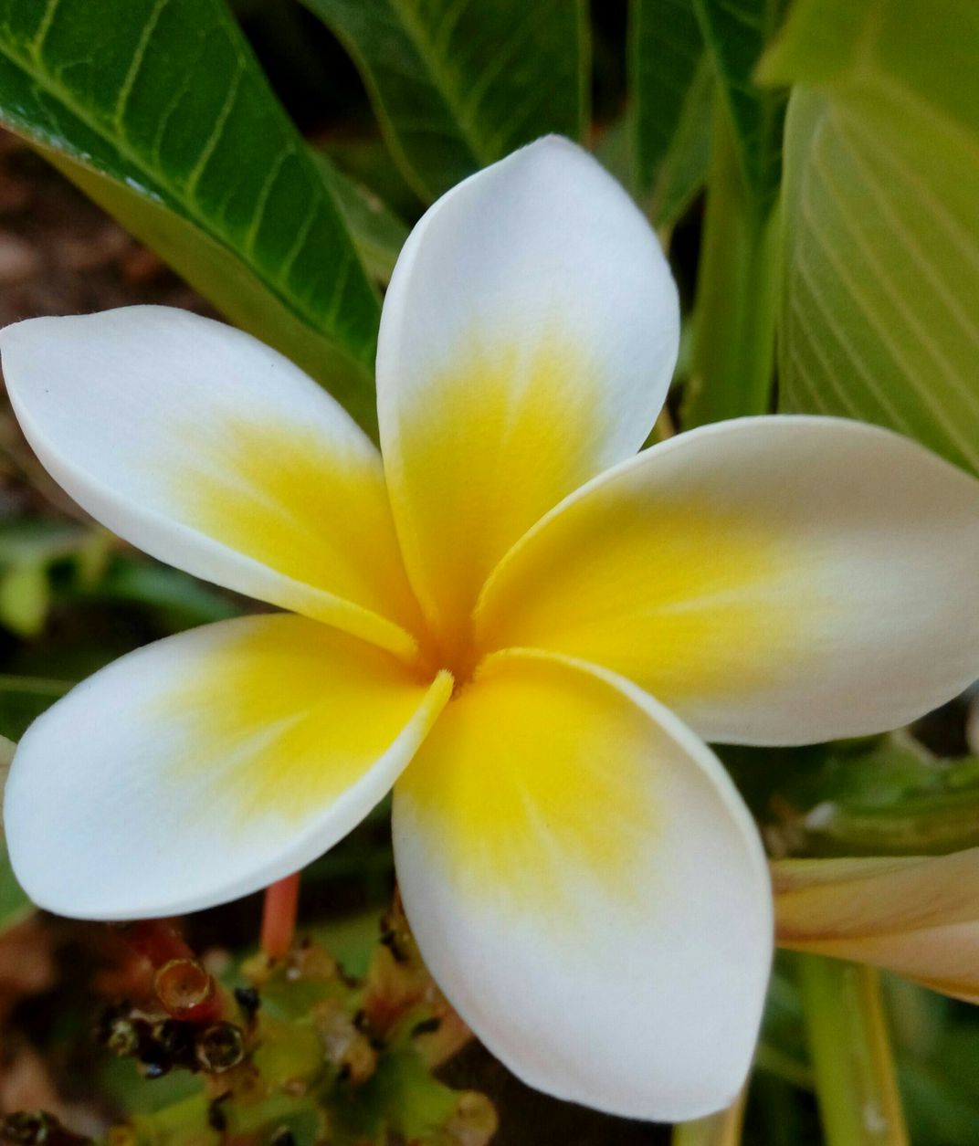 Health Tips: Jasmine is Used for Artritis, Liver Disease Hepatitis ...